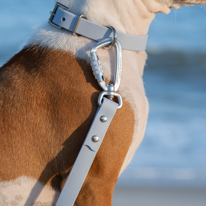 Discover the CLOUD: Durable Dog Leashes and Collars | Colours By Emma – Colours by Emma