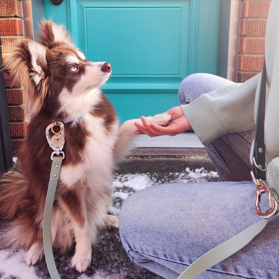 SAGE Green Vegan Leather Dog Leashes and Collars | Colours By Emma ...